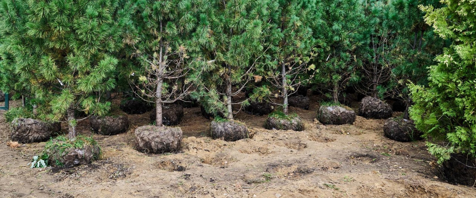 Preserving Geelong's Natural Beauty: Tree Relocation With Crane Rentals
