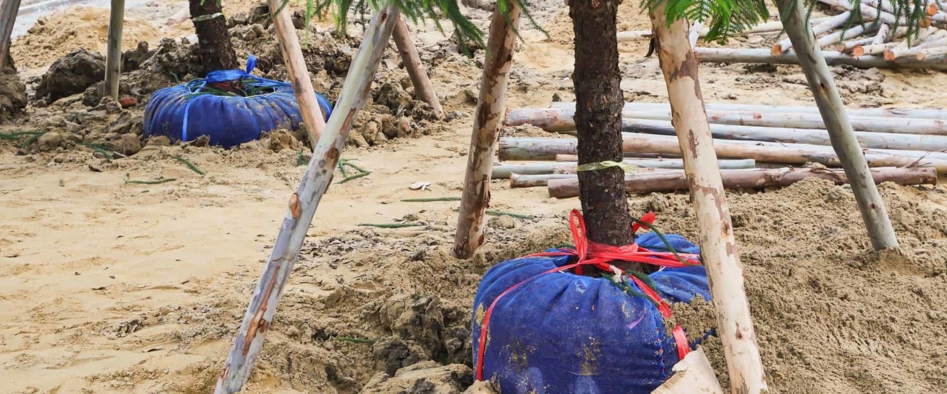 How Long Does it Take for a Tree to Recover from Transplant Shock?