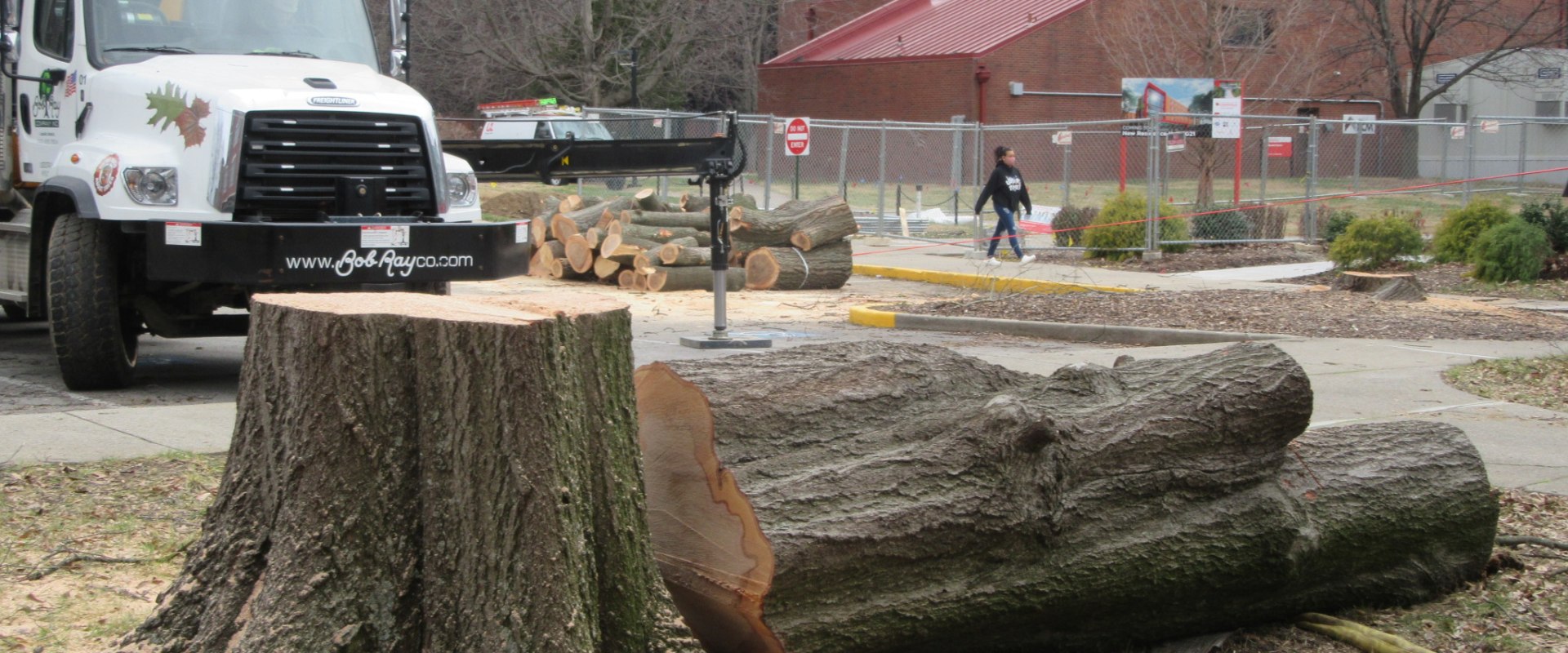 Understanding Tree Relocation Options In Jefferson County, KY With Expert Tree Removal Services