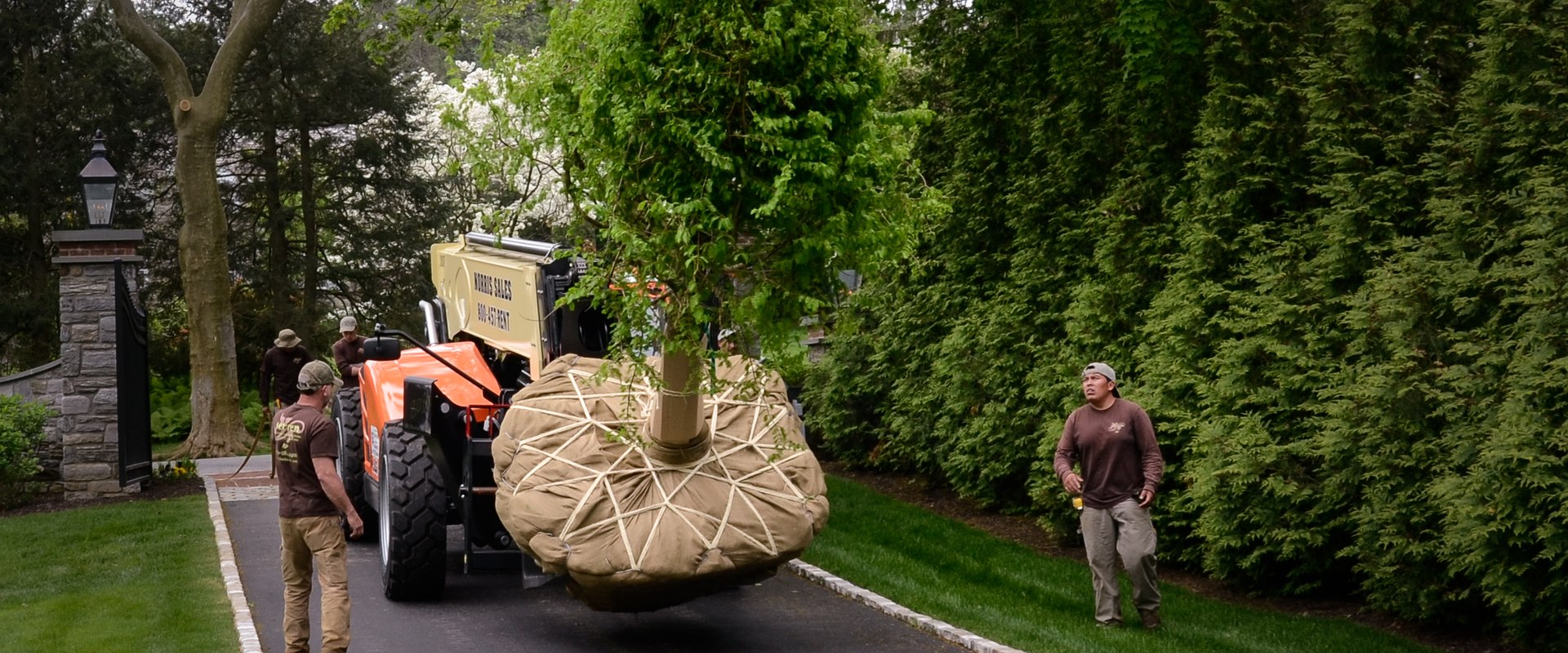 Relocating a Big Tree: Strategies, Patience, and Experience