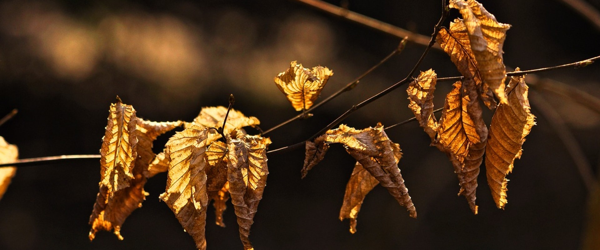 How to Know if a Transplanted Tree Will Survive