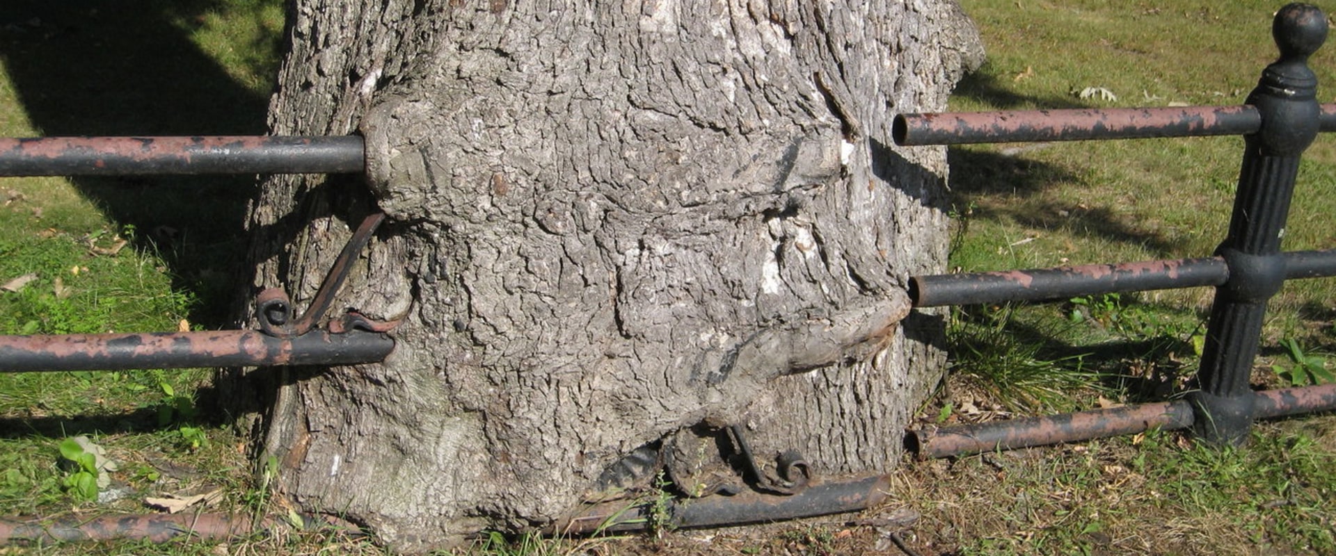 Uprooting and Transplanting Trees: A Step-by-Step Guide