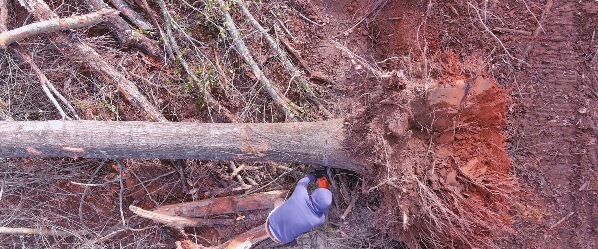 The Benefits Of Hiring A Tree Removal Company In Aurora, OR, For Your ...