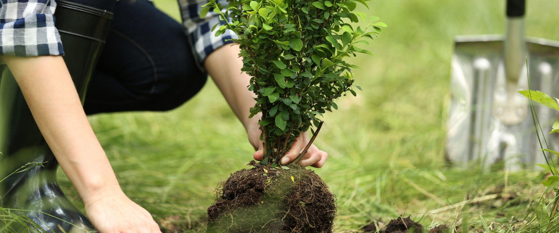 Relocating Trees: What Size Can You Move Safely?