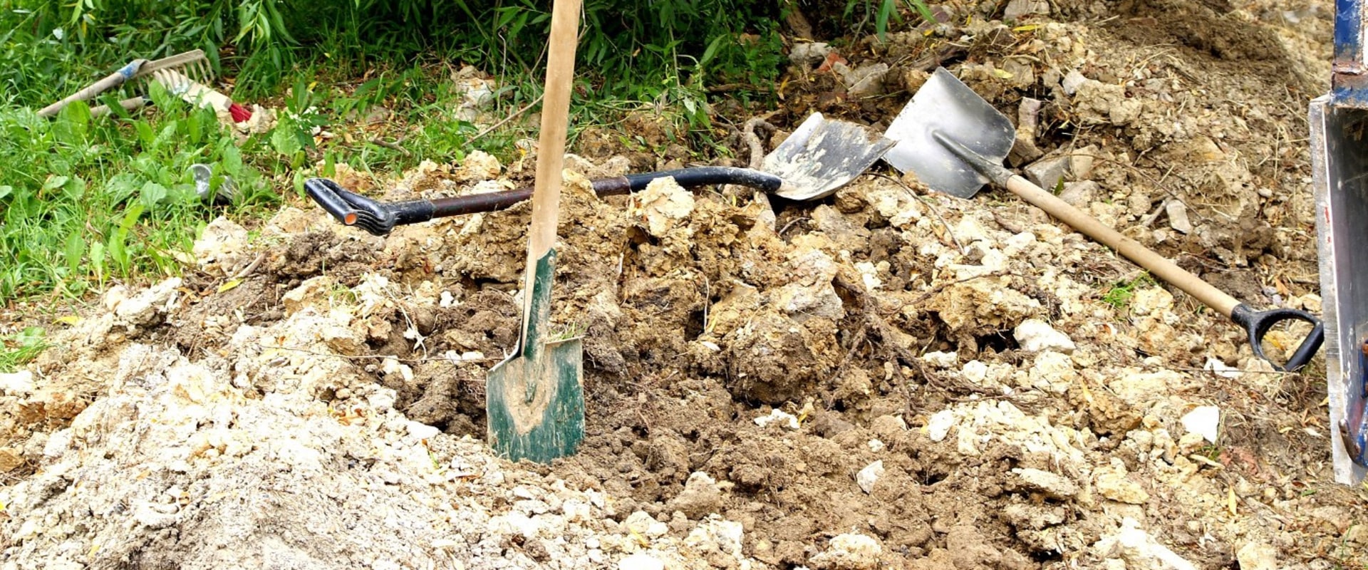 How to Safely Relocate a Big Tree