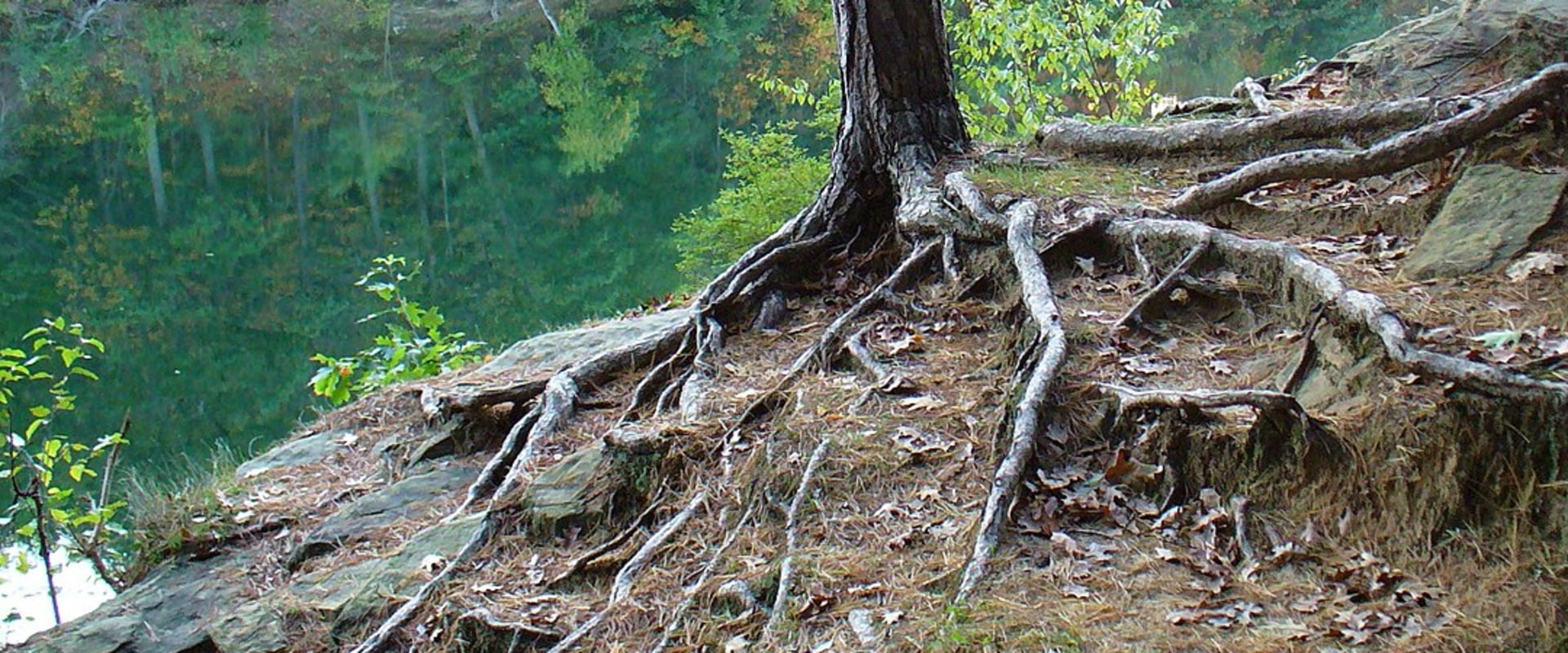 Tree Relocation - Alberta Tree Movers
